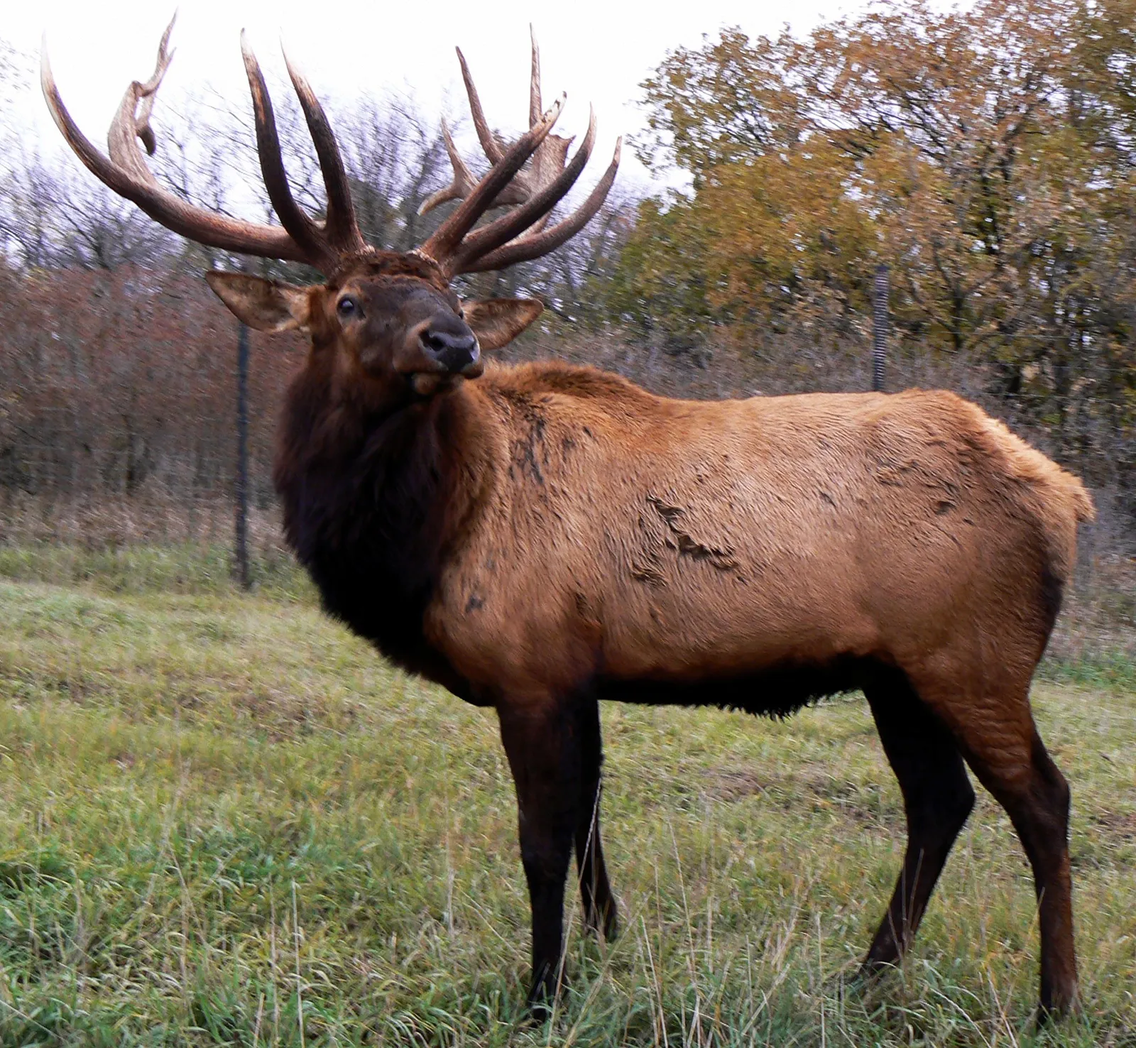 Start Your Own Elk Farm with Elk Ridge Farm: High-Quality Elk Livestock ...
